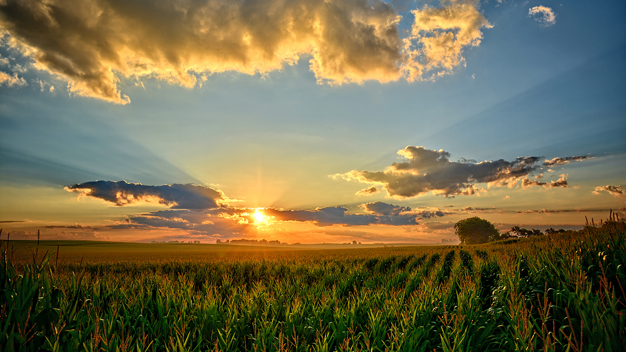Iowa Corn Fields - Future iQ